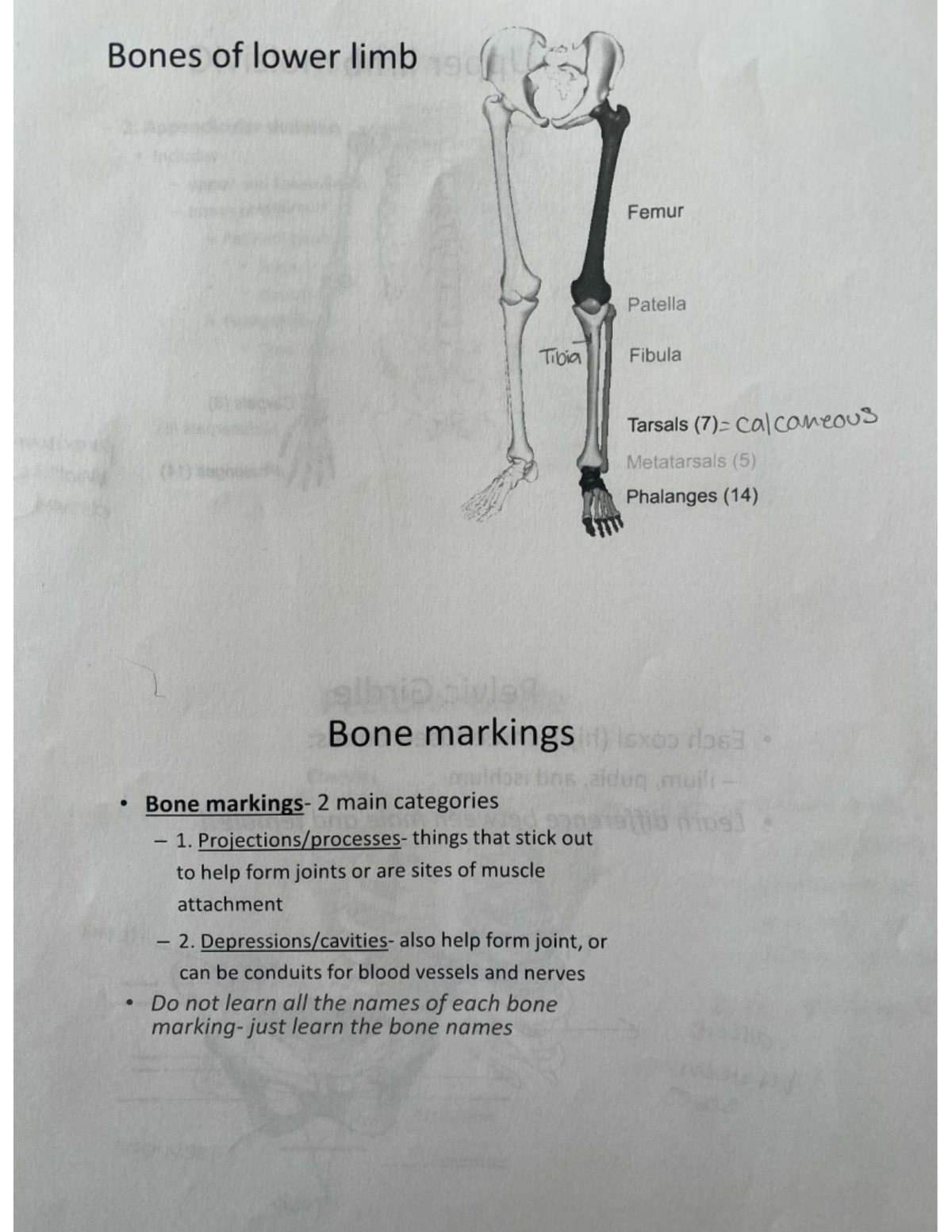 Lower Limb Bones Overview: Femur, Patella, Tibia, Fibula, and More ...