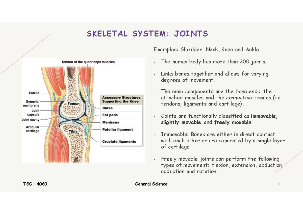 Skeletal System: Joints and Their Movements (TSG – 4060 General Science ...