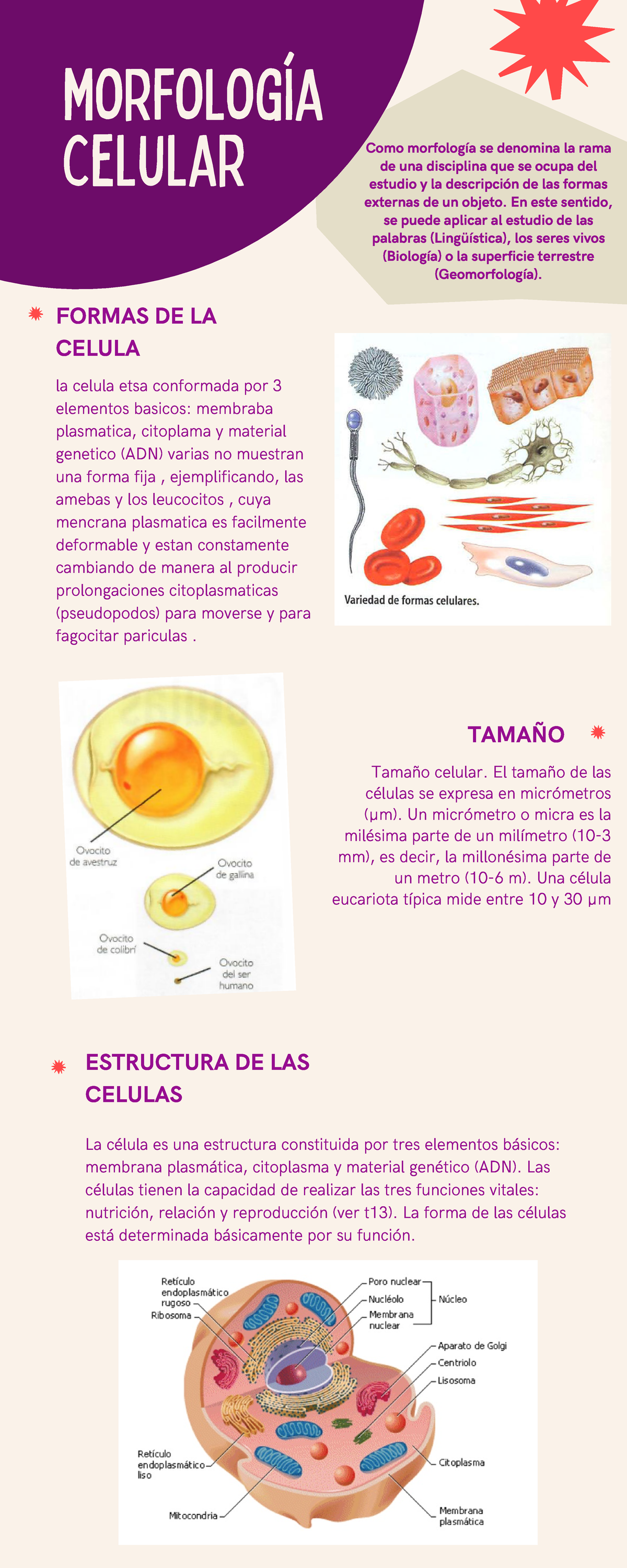 Morfologia Celular - Como morfología se denomina la rama de una disciplina que se ocupa del ...