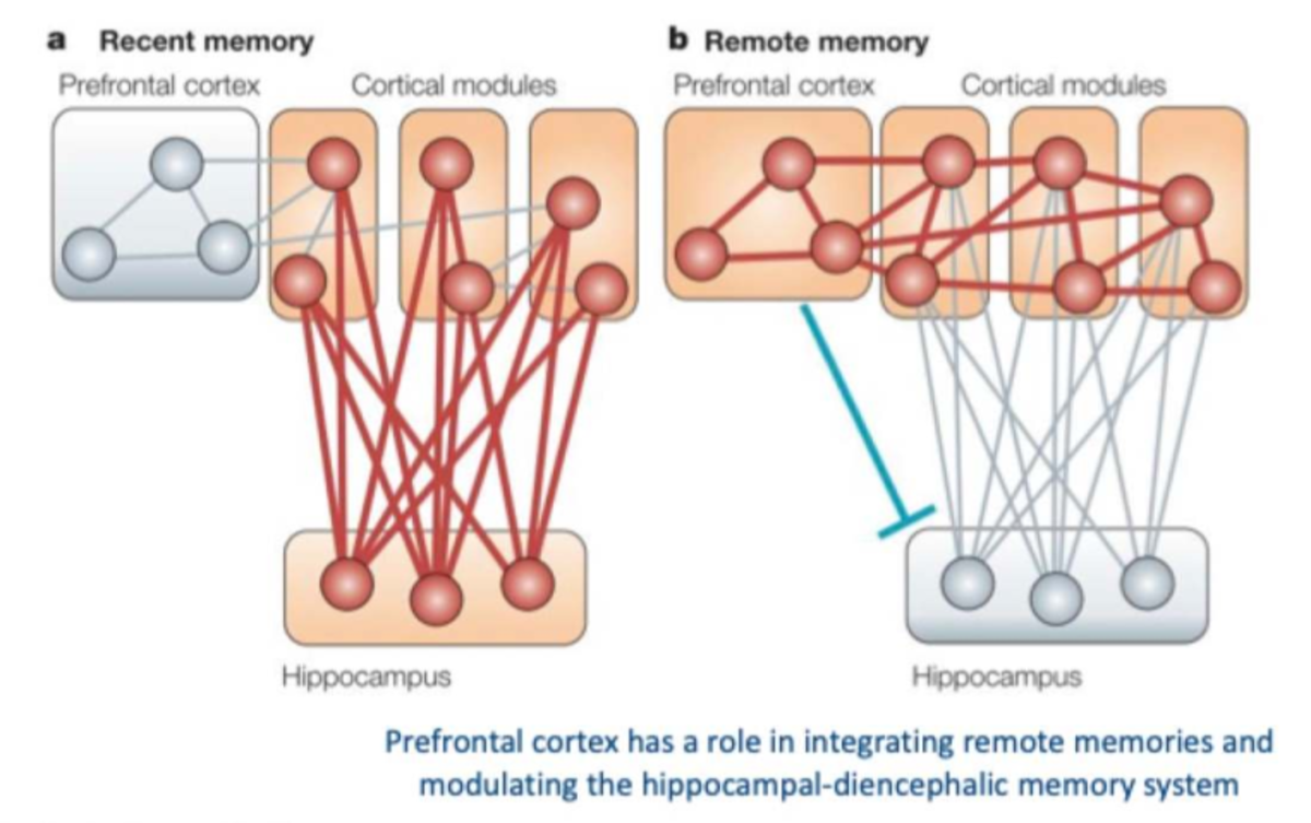 diagram of the brain - Brain and Cognition - a Recent memory b Remote ...