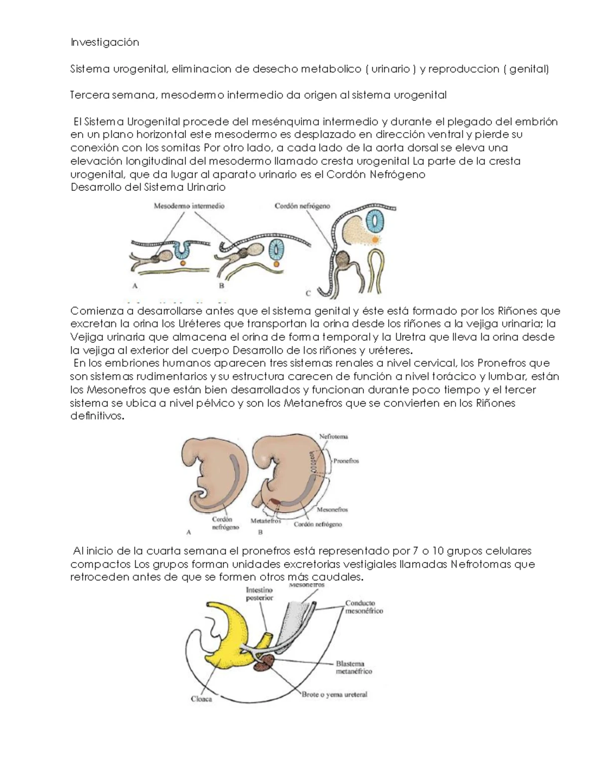 Sistema Urogenital: Apuntes de Embriología 1 - Desarrollo y Estructura ...