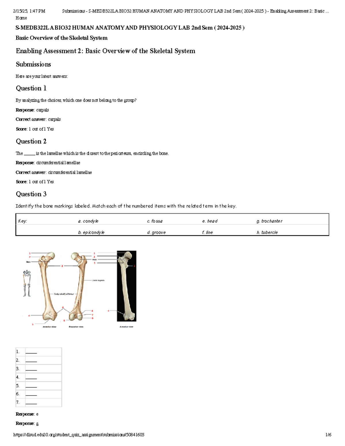 Basic overview of skeletal system - Home S-MEDB322LA BIO32 HUMAN ...