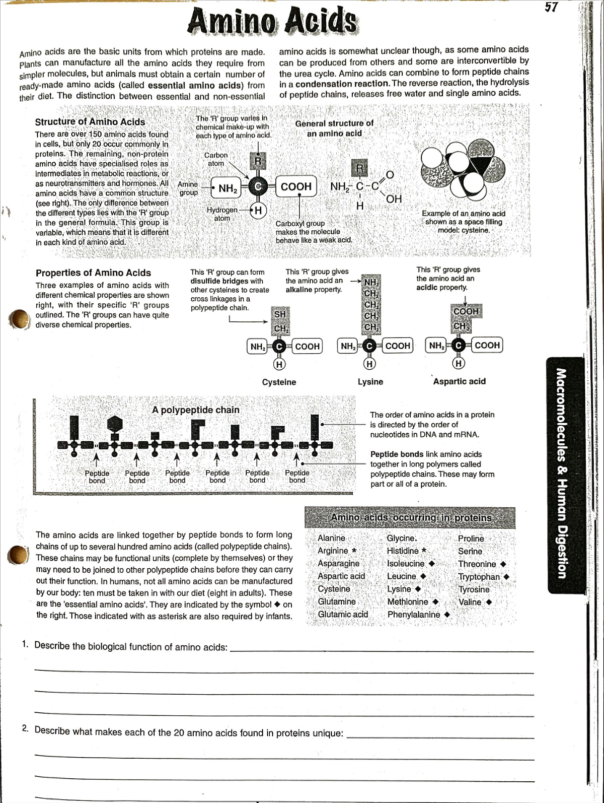 BIOL 101: Amino Acids Overview and Key Concepts Notes - Studocu