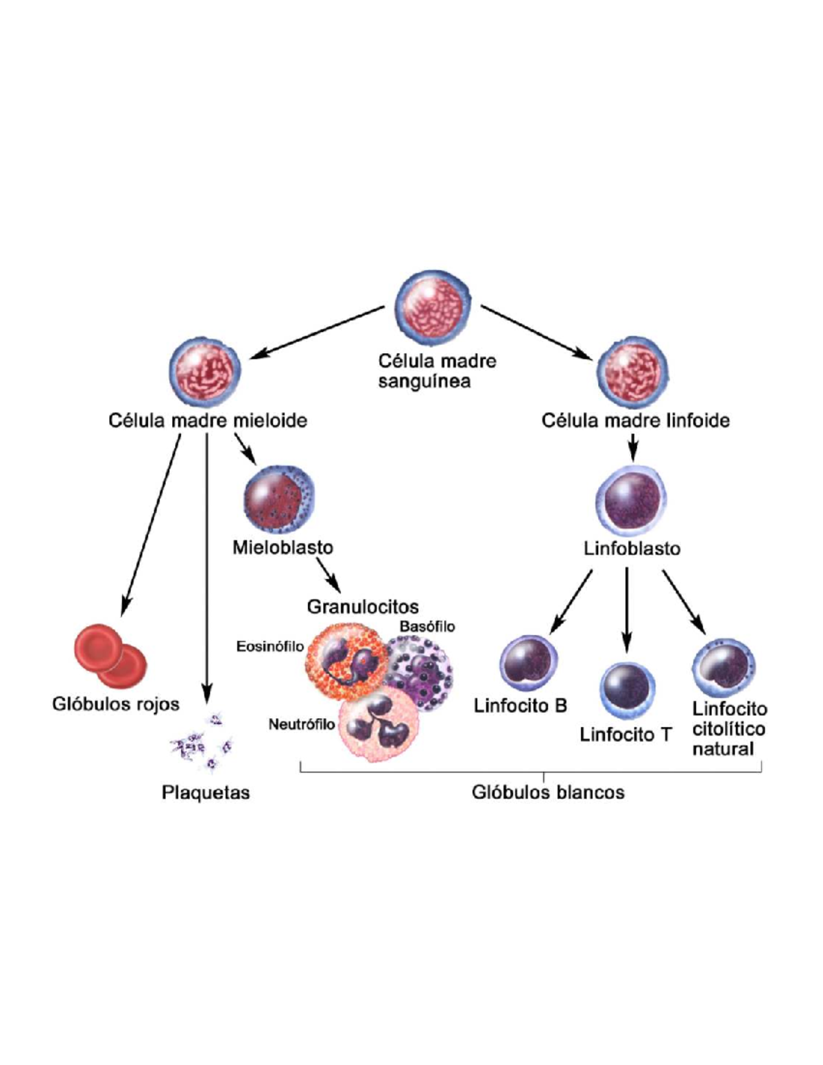Crenation And Hemolysis Simple Experiment