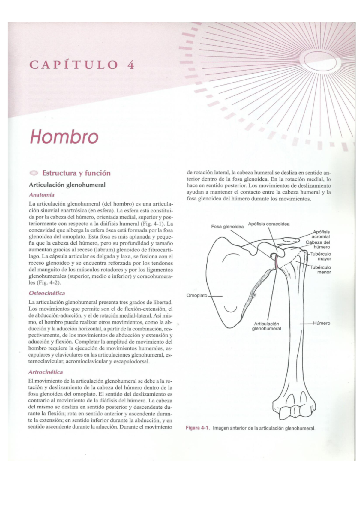 CAPÍTULO 4: Anatomía y Función del Hombro en Goniometría (Norkin White ...