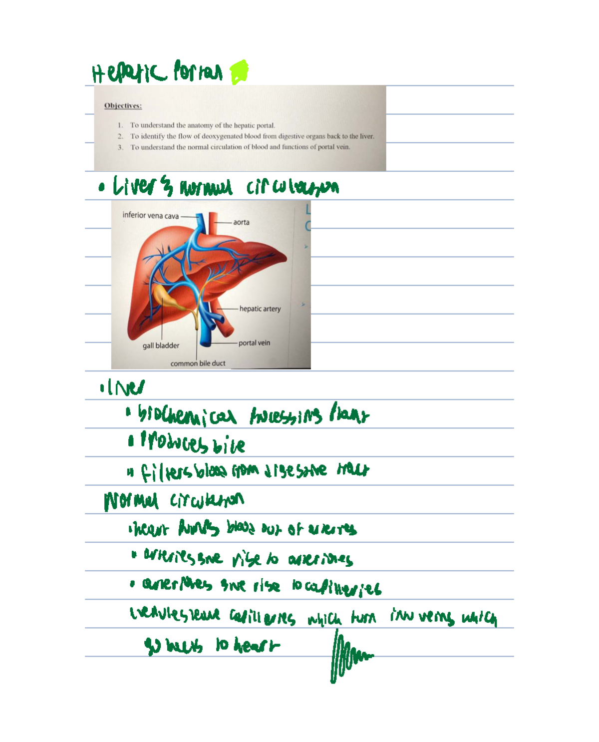 Hepatic Portal System: Circulation & Function Overview (BIO 101) - Studocu
