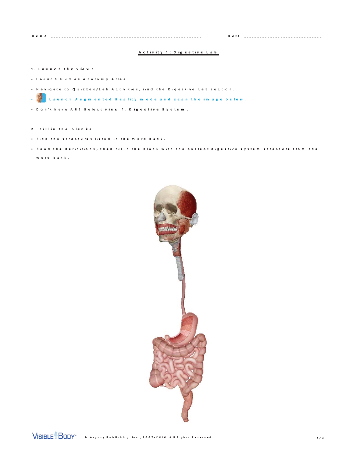 Digestive lab activity: Exploring the human digestive system - Studocu
