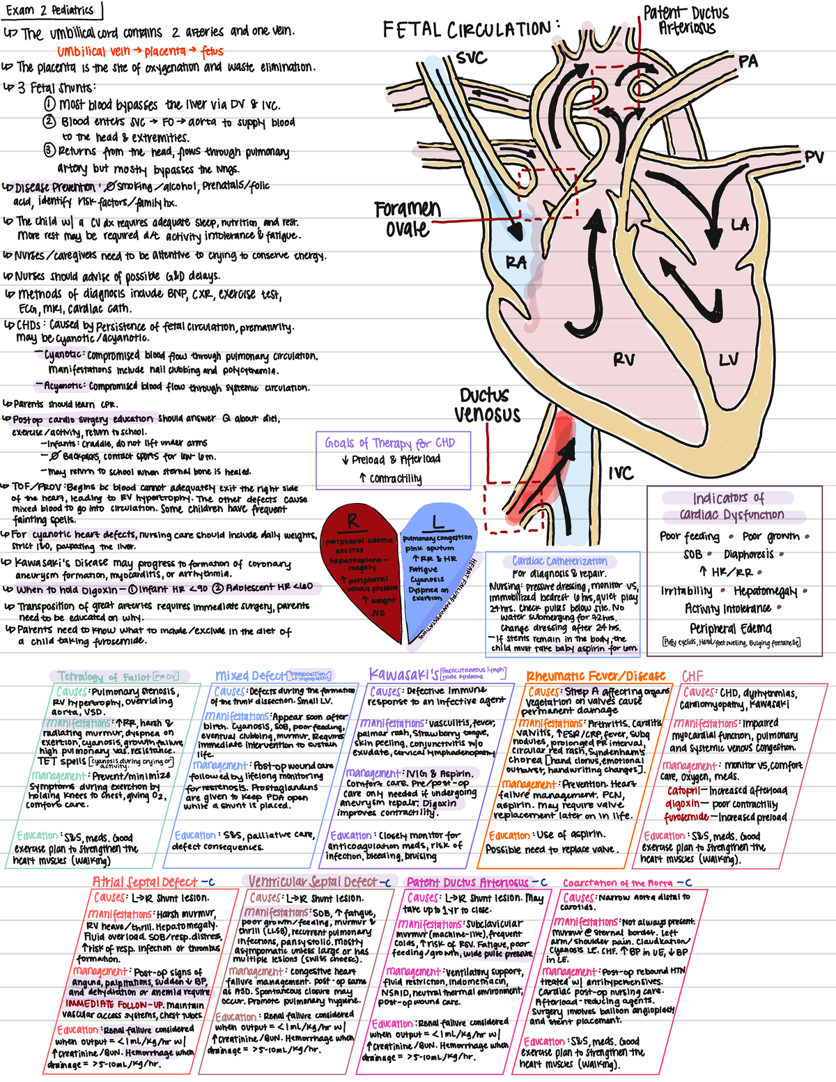 Exam 2 Pediatrics Units 3 & 4 - Lecture Notes on Cardiac Conditions ...