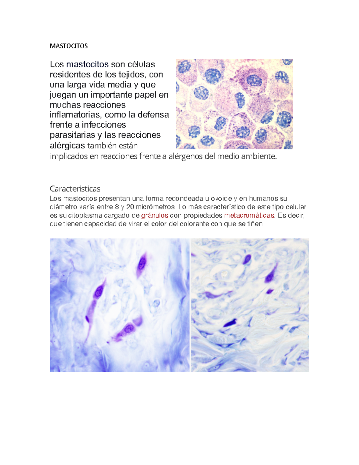 Mastocitos: Estructura, Función y Activación Inmunitaria - Studocu