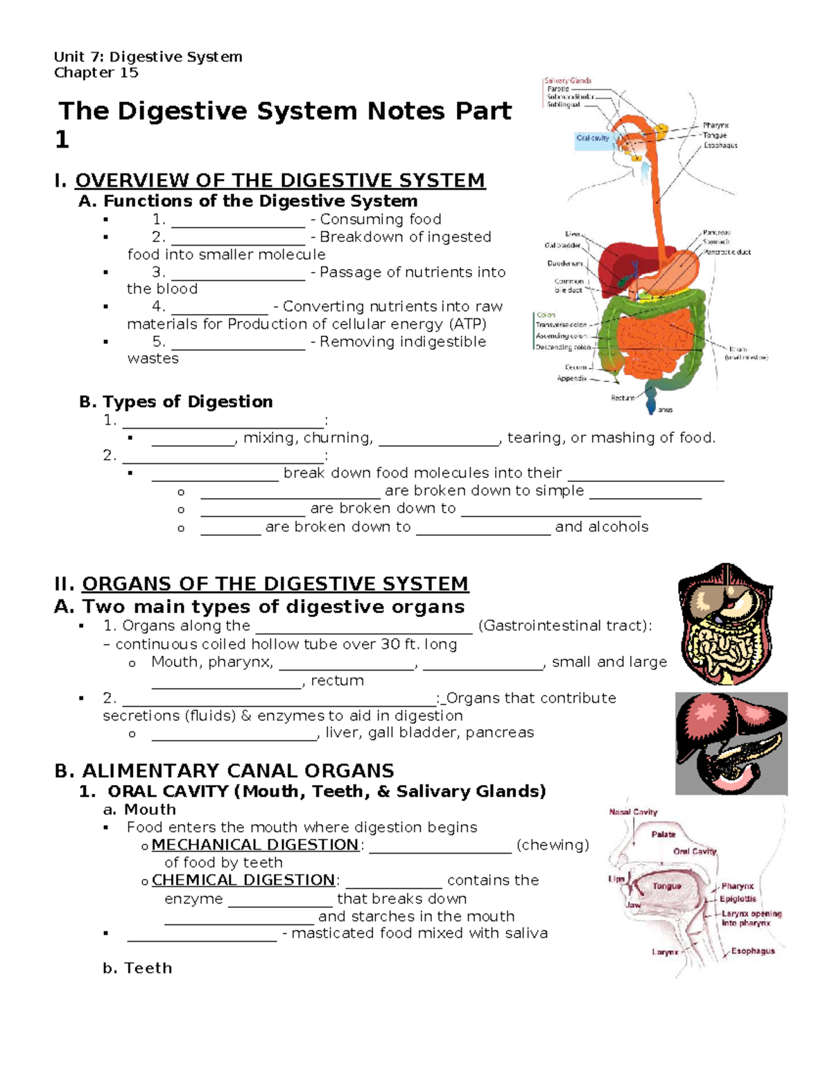 Unit 7: Digestive System Chapter 15 Notes - Overview & Functions - Studocu