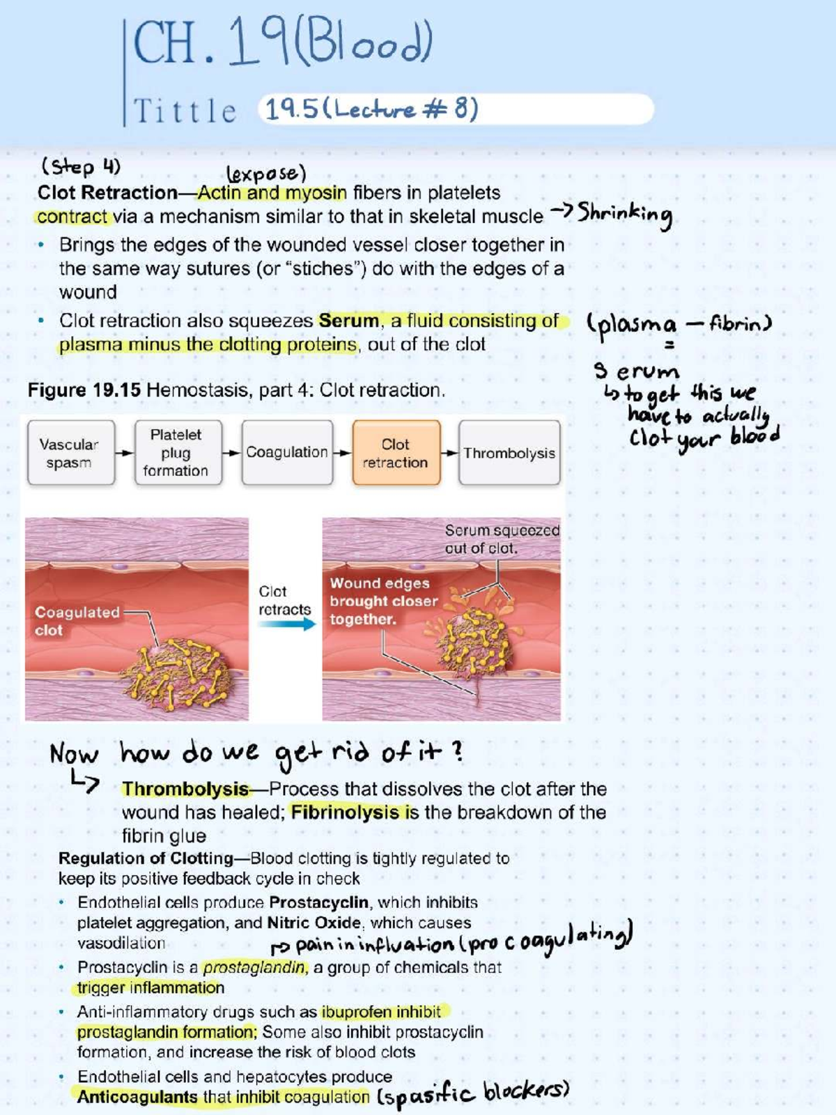 Final Exam Notes for Course XYZ: Clot Retraction & Hemostasis - Studocu