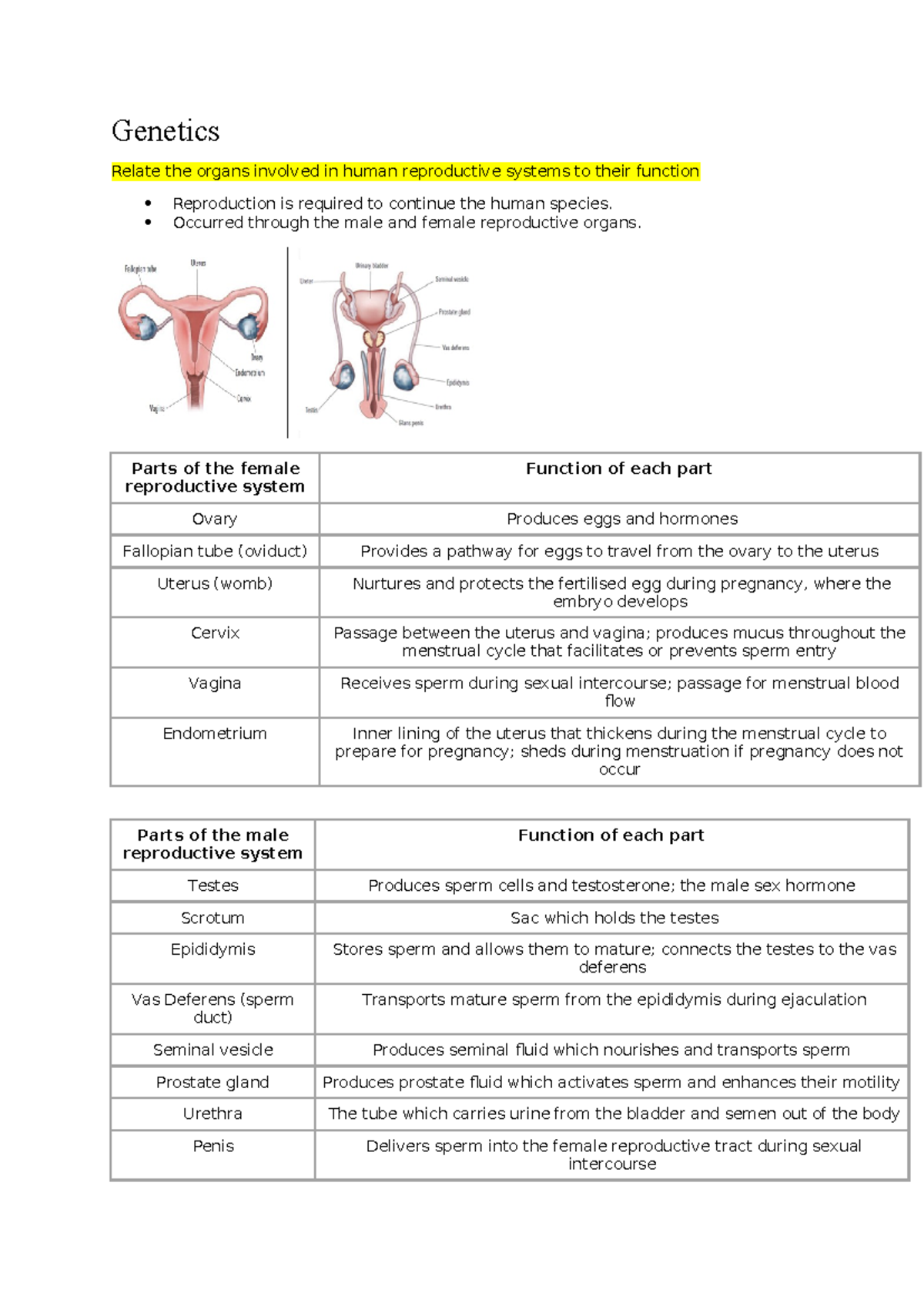 Genetics Notes: Human Reproductive Systems and DNA Functions - Studocu