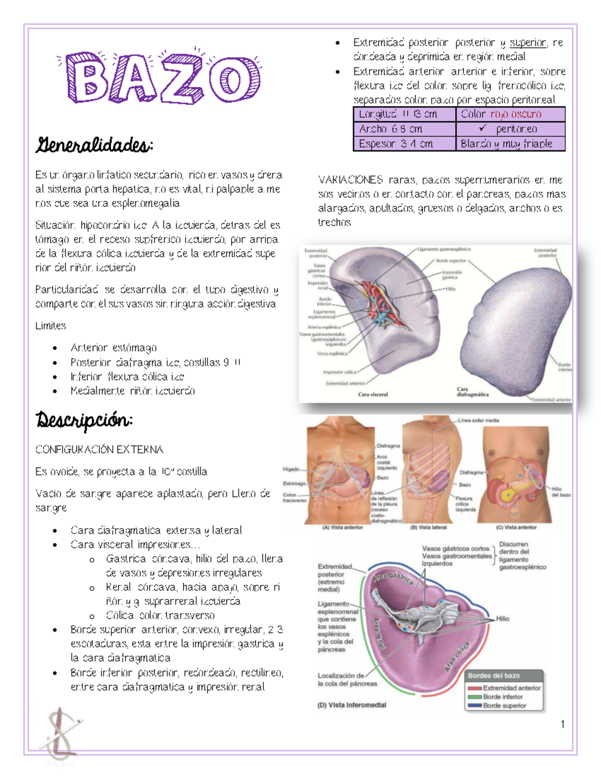 Bazo - Resumen de Anatomía y Funciones Esenciales - Studocu