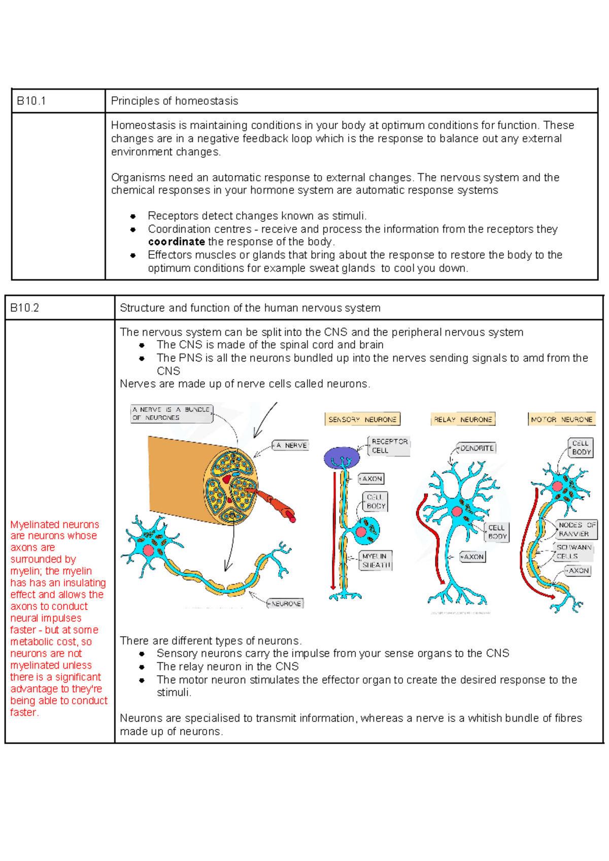 B10 Nervous System: Structure, Function, and Reaction Mechanisms - Studocu