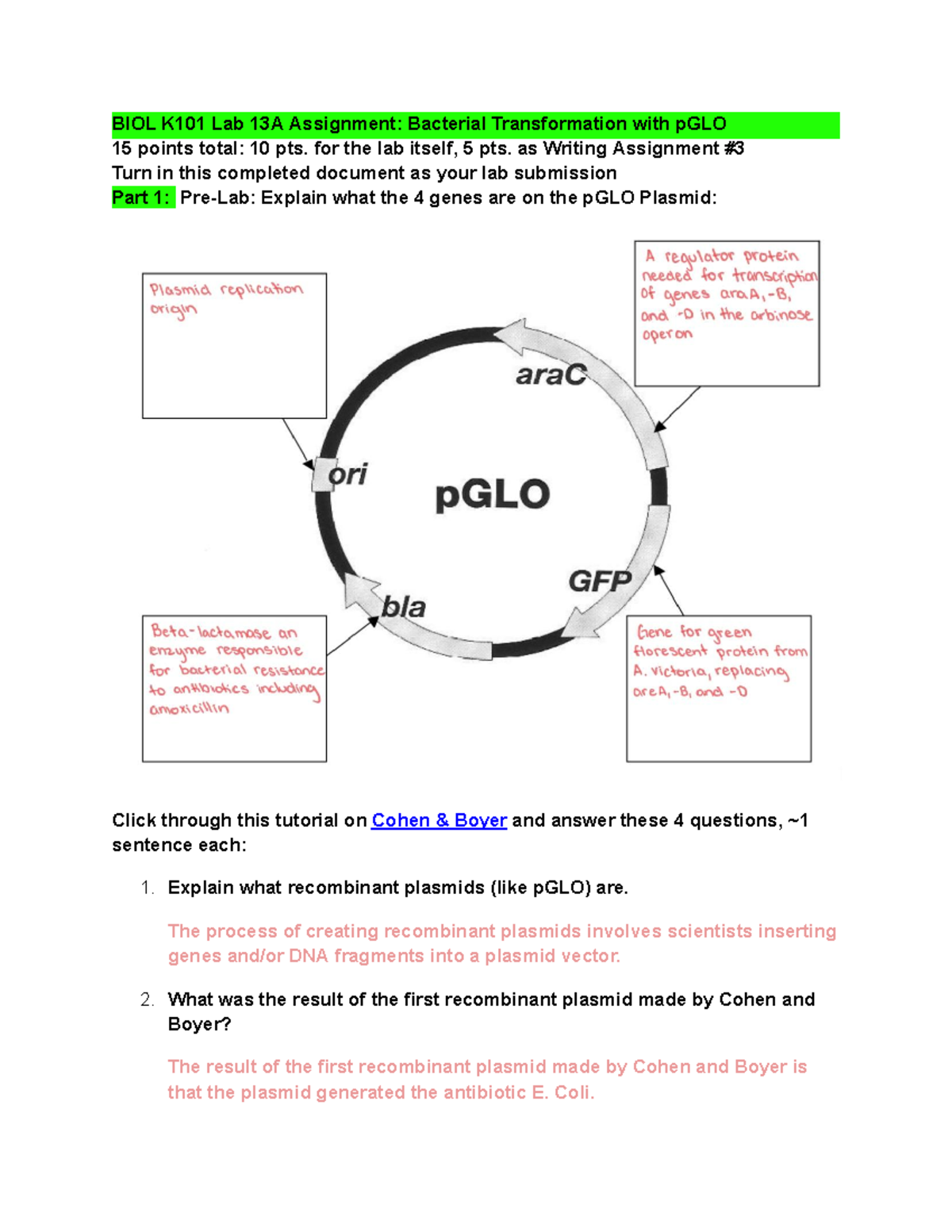 BIOL K101 Lab 13A - Bacterial Transformation with pGLO Assignment - Studocu