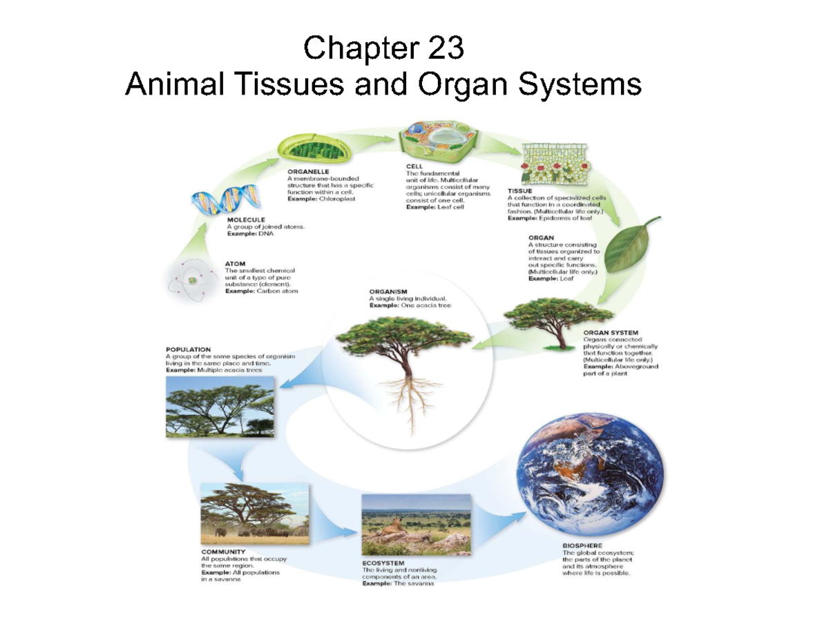 Animal Tissues and Organ Systems Lecture Notes - BIOL 102 FA24 - Studocu