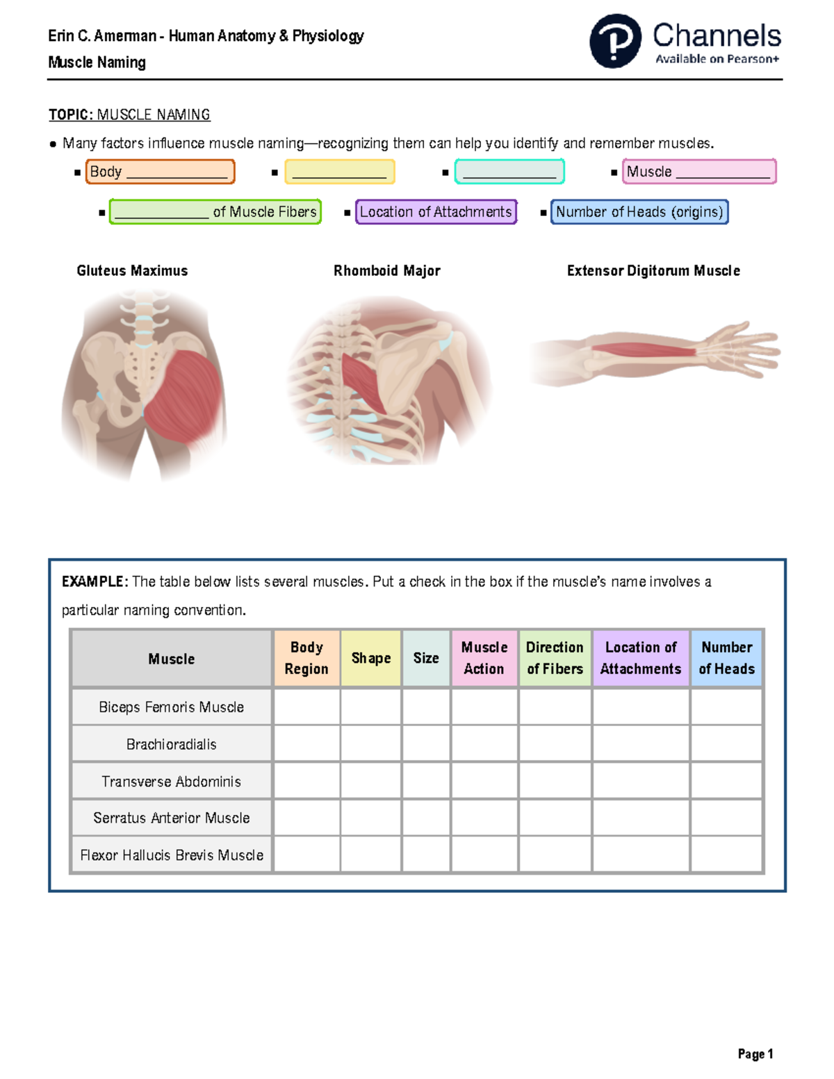 Muscle Naming-worksheet - TOPIC: MUSCLE NAMING l Many factors influence ...
