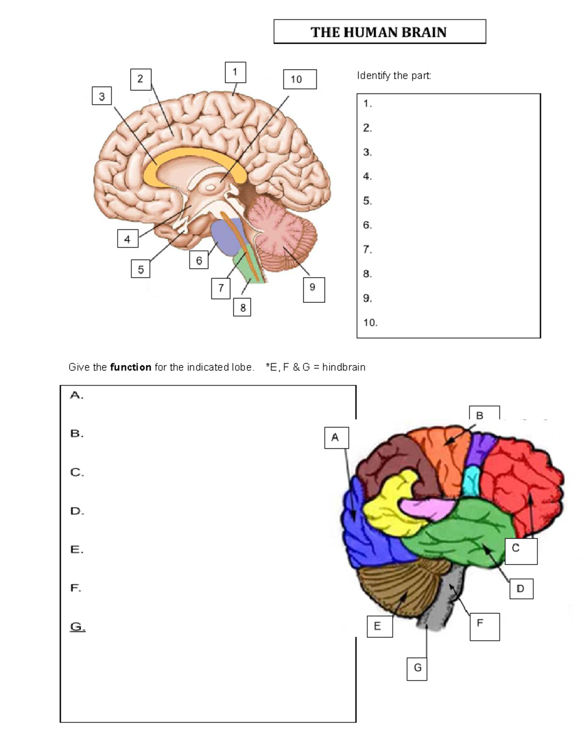 Sheep Brain Function Identification - Lab Exercise - Studocu