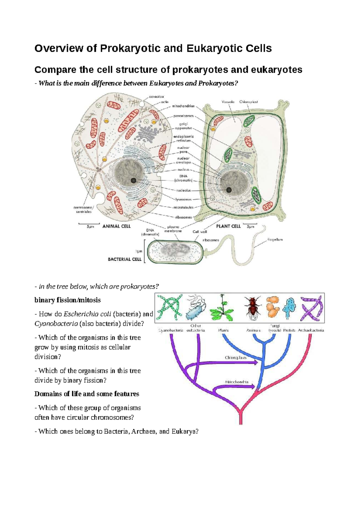 Overview of Prokaryotic and Eukaryotic Cells: Key Structural ...