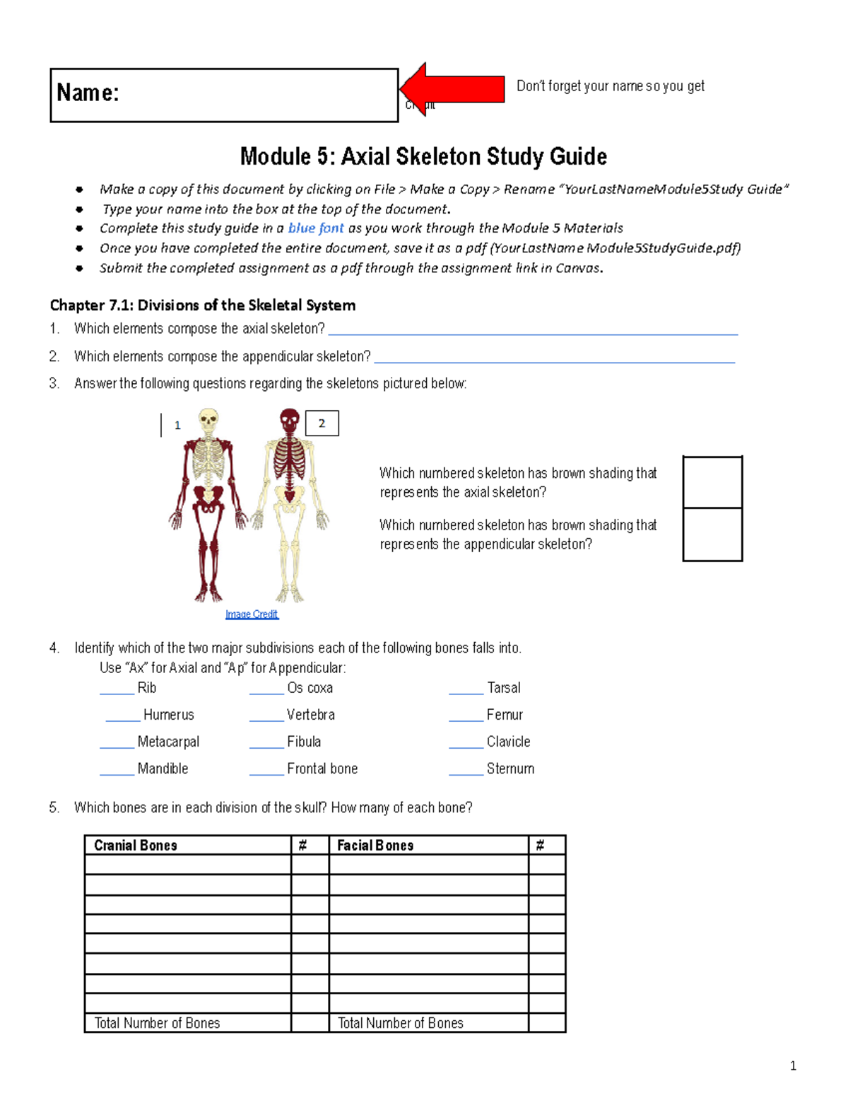 Module 5: Axial Skeleton Study Guide (SEOBIO 141) - Name: Don’t forget ...