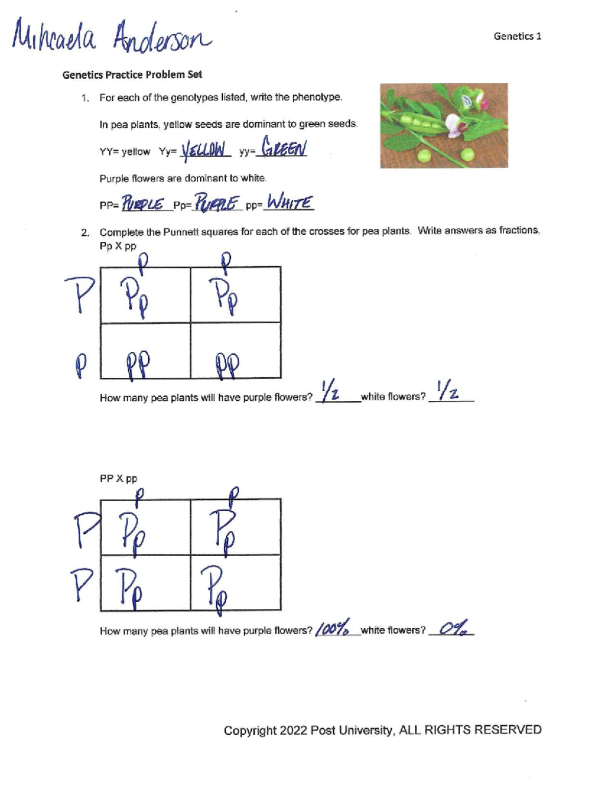 Genetics 1: Practice Problem Set 1 - Phenotypes & Punnett Squares - Studocu