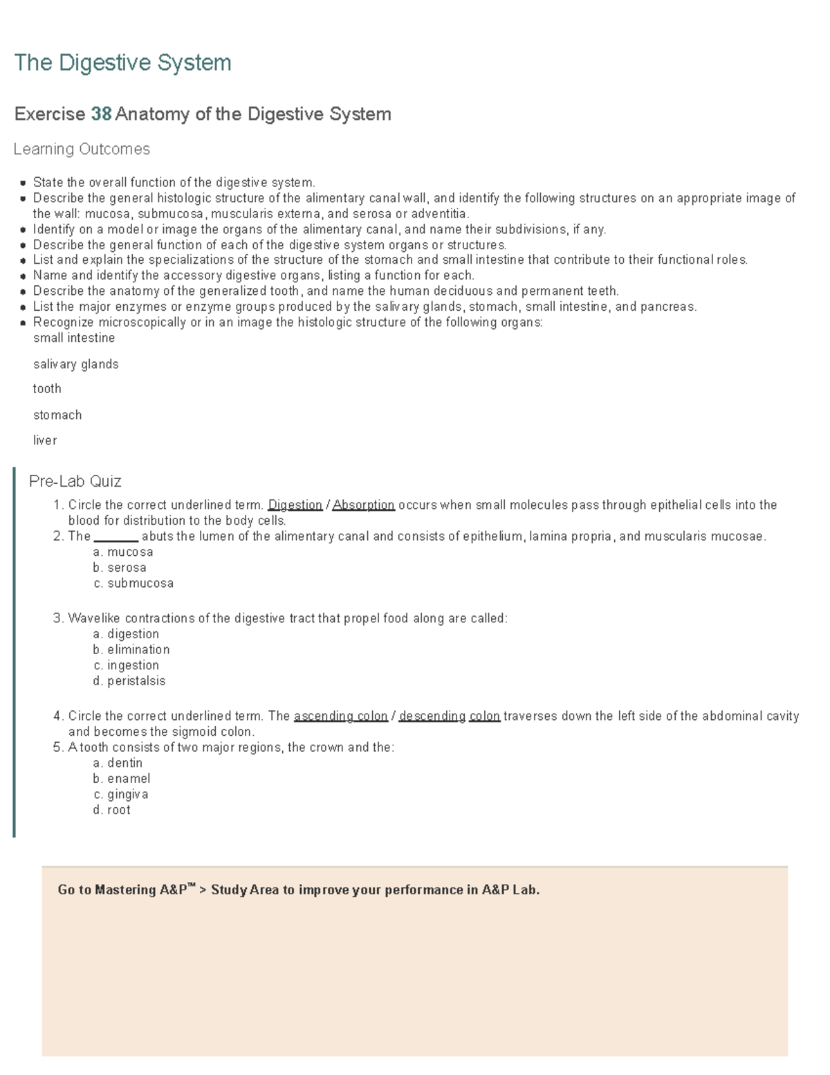 Pre Lab 38 - Quiz on Anatomy of the Digestive System - Studocu