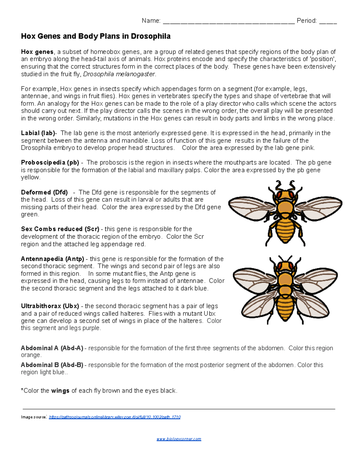 Drosophila Hox Genes and Body Plan Formation: A Detailed Study - Studocu