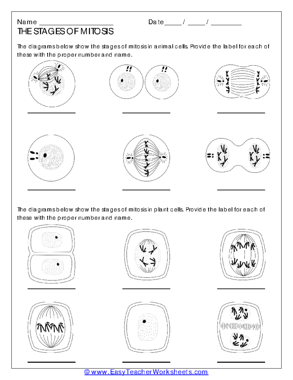 The Stages of Mitosis Worksheet Blank - Name ...