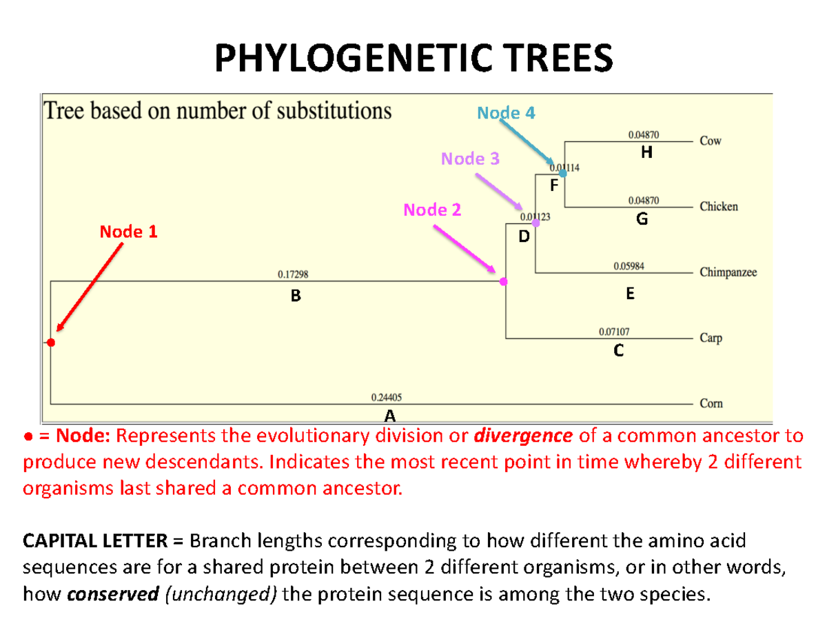 Lab 3 Calculations: Phylogenetic Trees Analysis and Divergence - Studocu