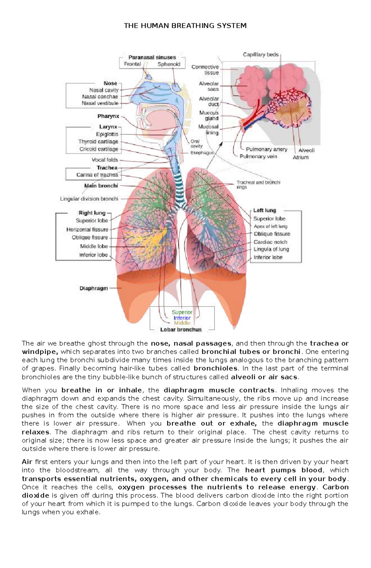 Grade 9 Science Reviewer: Human Breathing & Circulatory Systems - Studocu