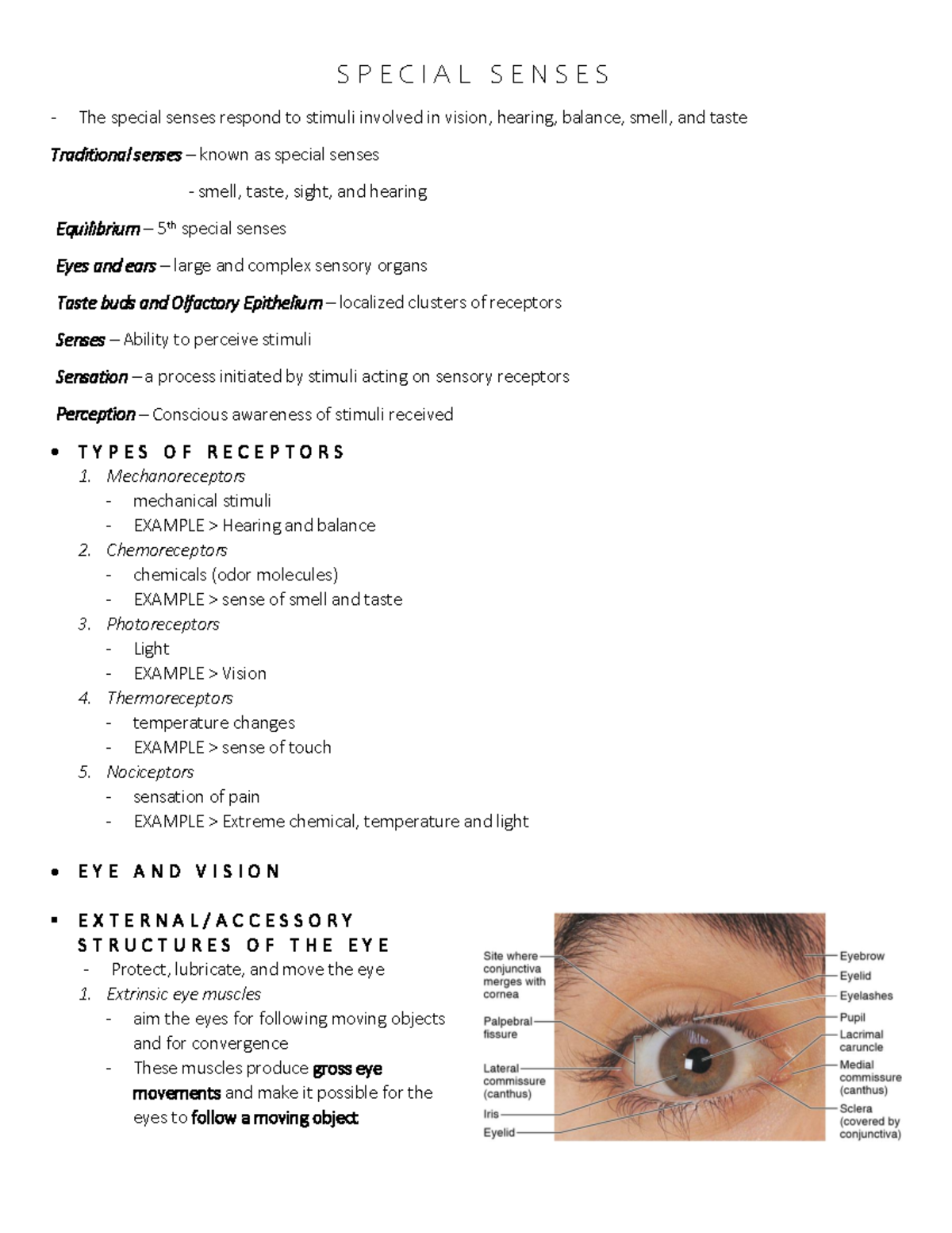 Anaphy 101: Special Senses Overview and Review Guide - Studocu