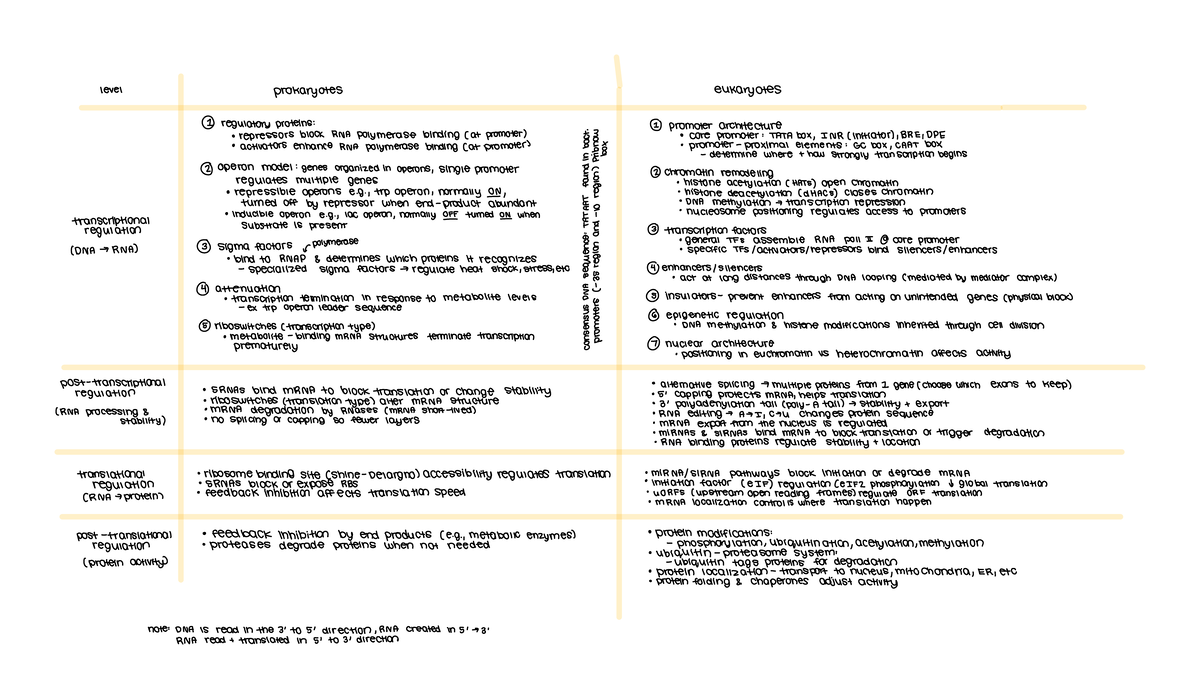 Genetic Regulation Mind Map: Eukaryotes & Prokaryotes Overview - Studocu