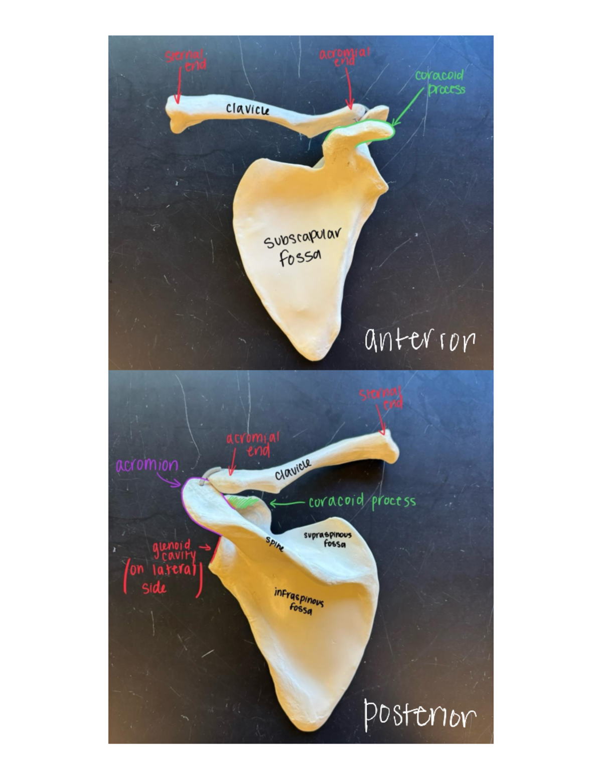 Muscle Origins, Insertions, and Actions - Anatomy Notes (ANAT 101 ...