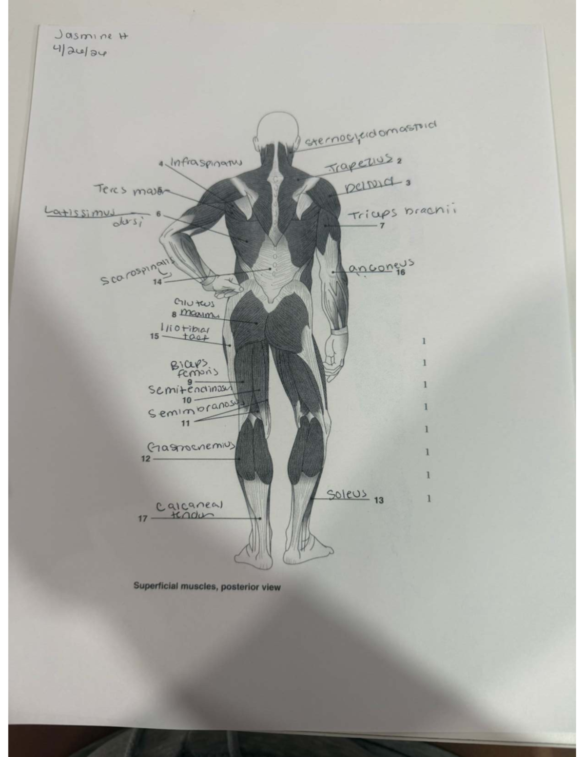 MS updated 2 - muscle worksheet - BIO 201 - 3 ASmine & L)} 2w a¢ a ...