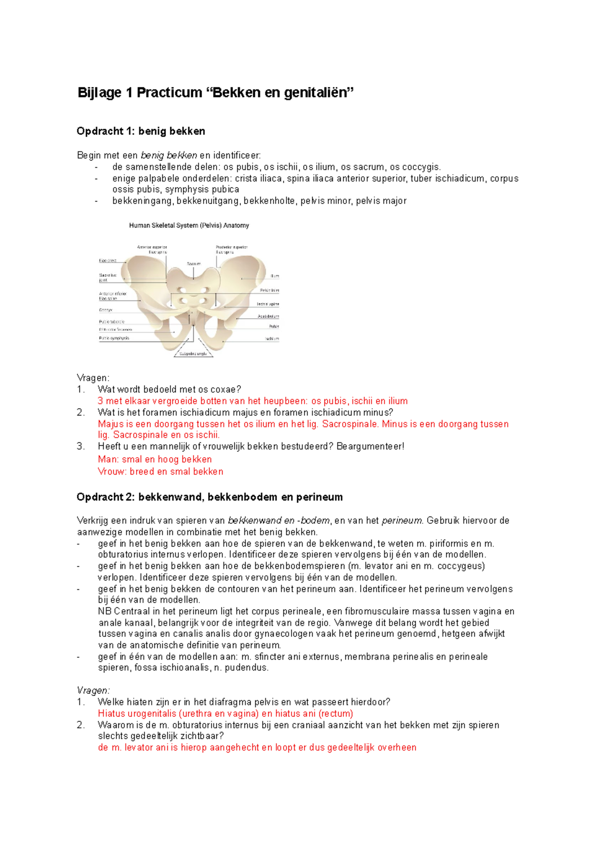Practicum 2: Anatomie van het Bekken en Geslachtsorganen - Studeersnel