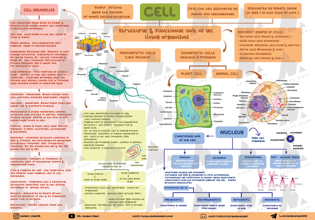Biology Mind map cell unit of life - NUCLEUS ####### Centromere in ...