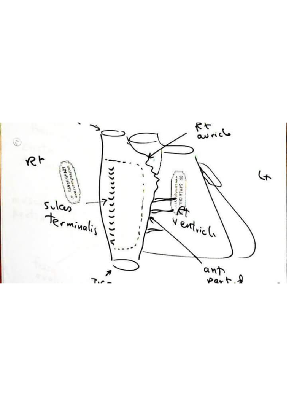 Thorax Lecture Notes - Dr. Sameh Ghazy - Studocu
