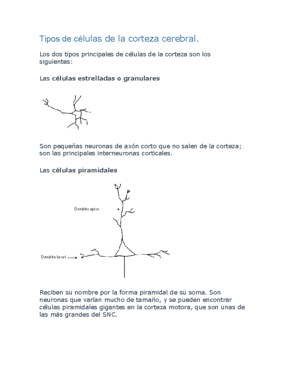 Células de la Corteza Cerebral: Tipos y Funciones Esenciales - Studocu