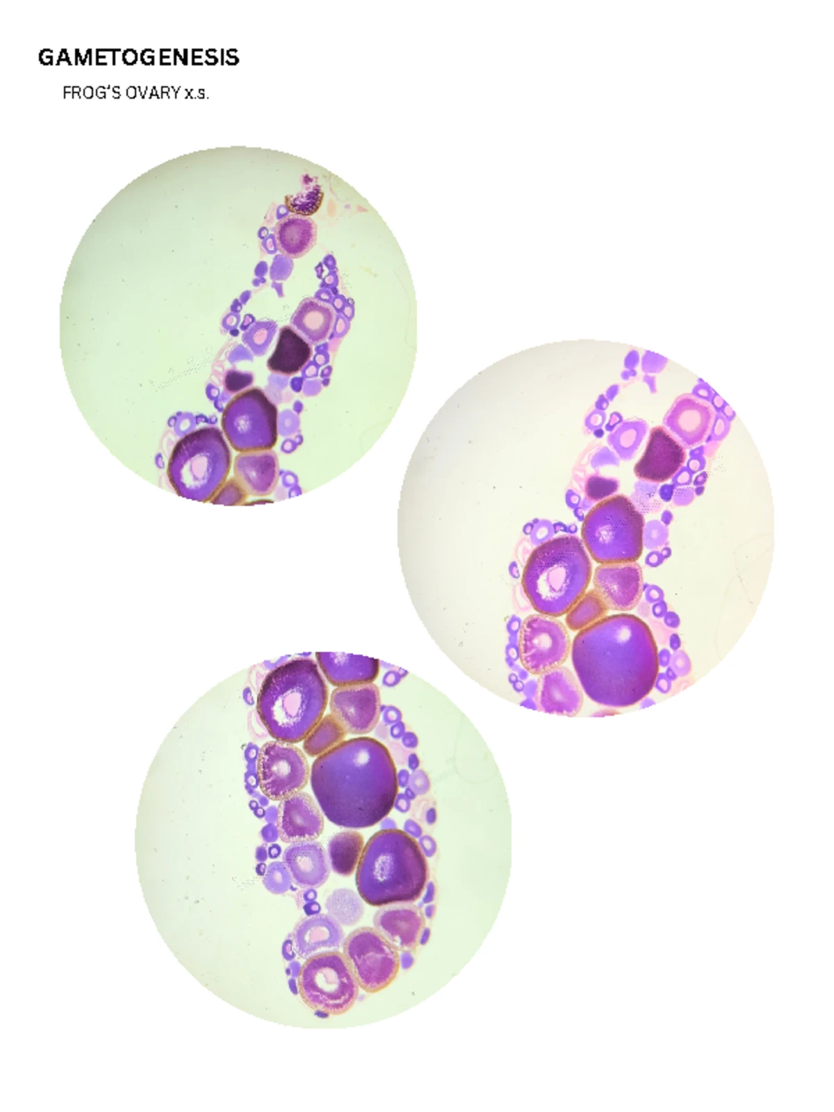 PIG 10MM: Comprehensive Study of Pig Embryo Development and Anatomy ...