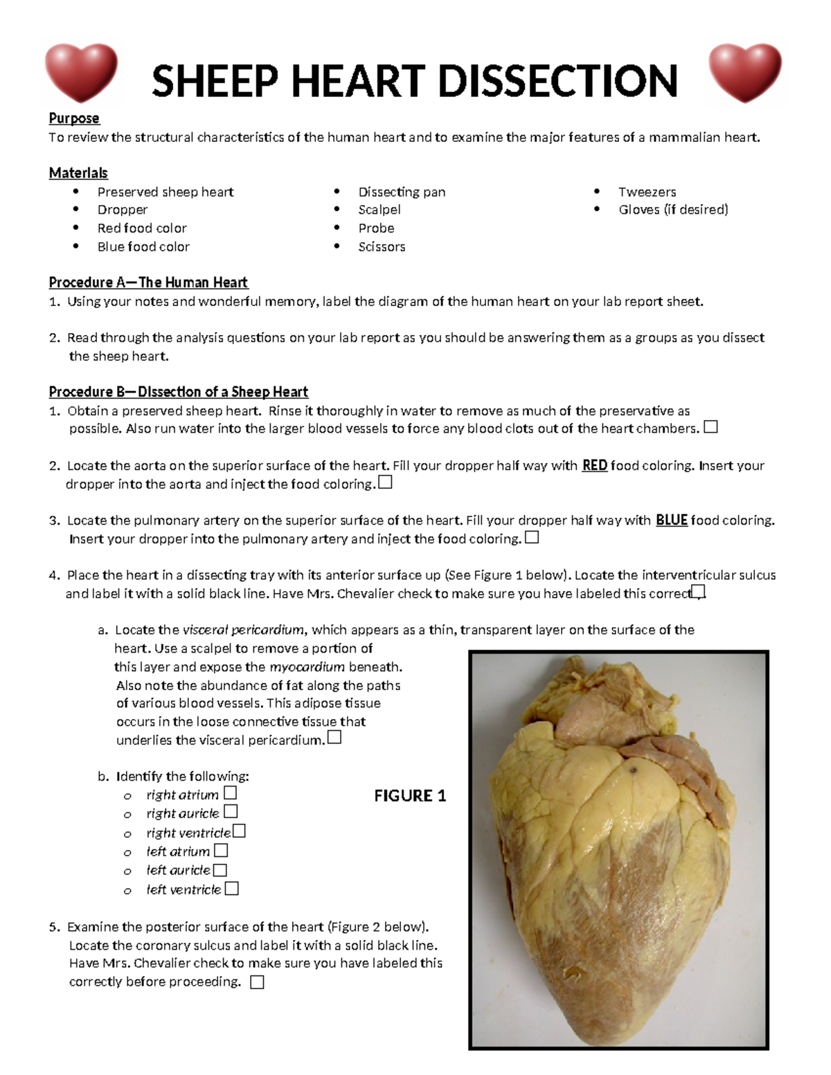Sheep Heart Dissection A Level Biology
