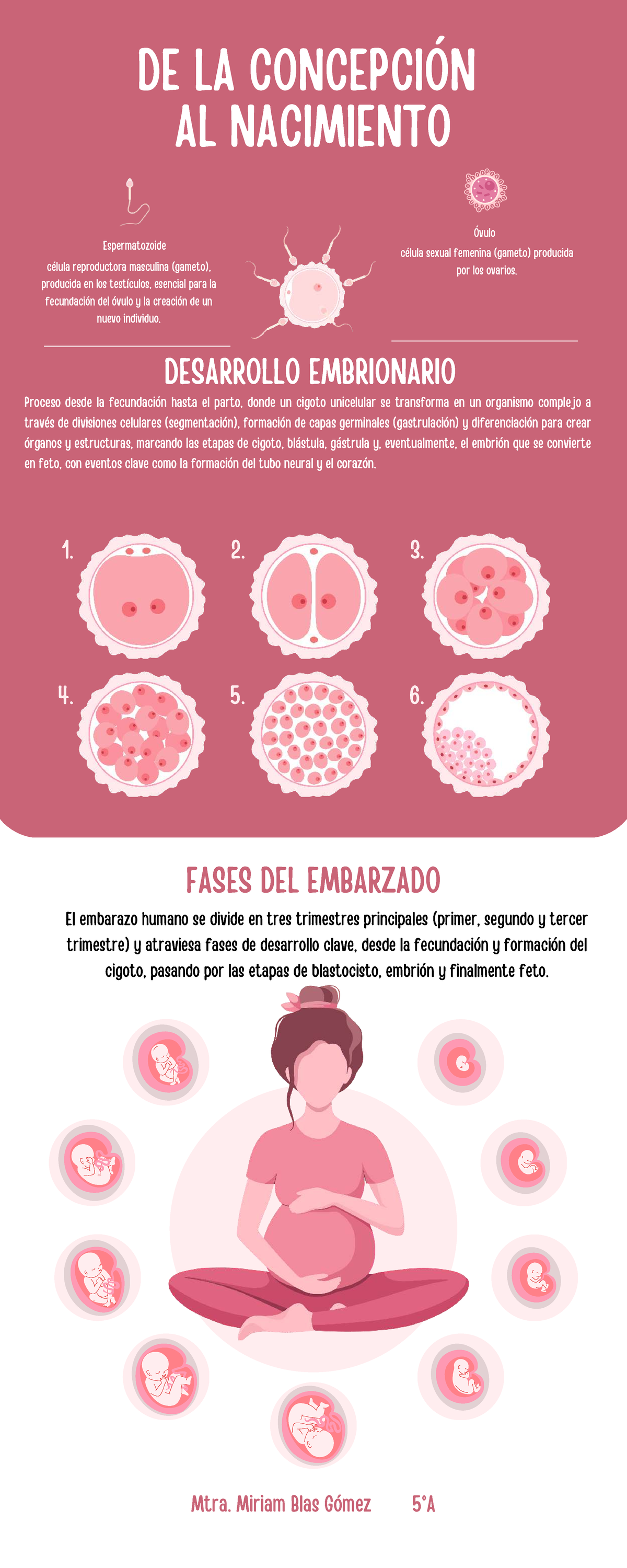 Infografía sobre las Fases del Embarazo - Biología 101 - Studocu