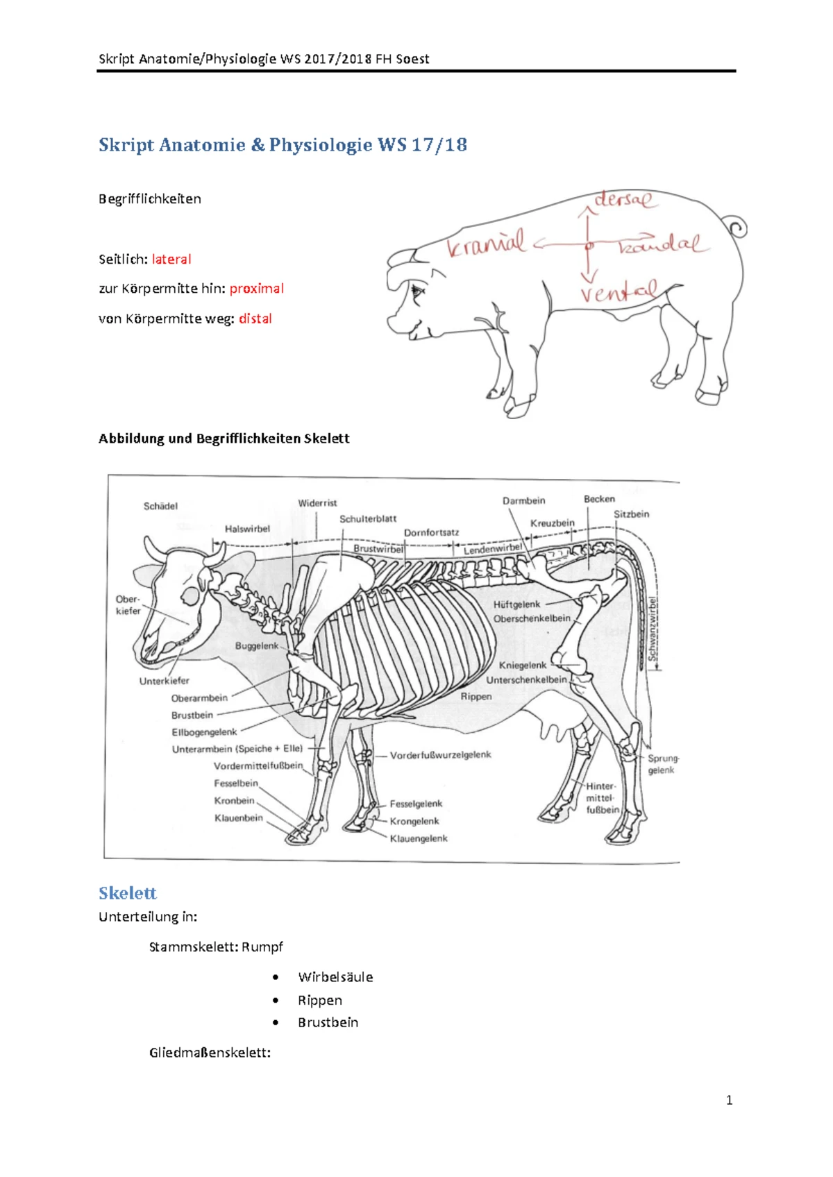 Skelett Anatomie - Mitschriften zur Anatomischen Lagebezeichnung - Studocu