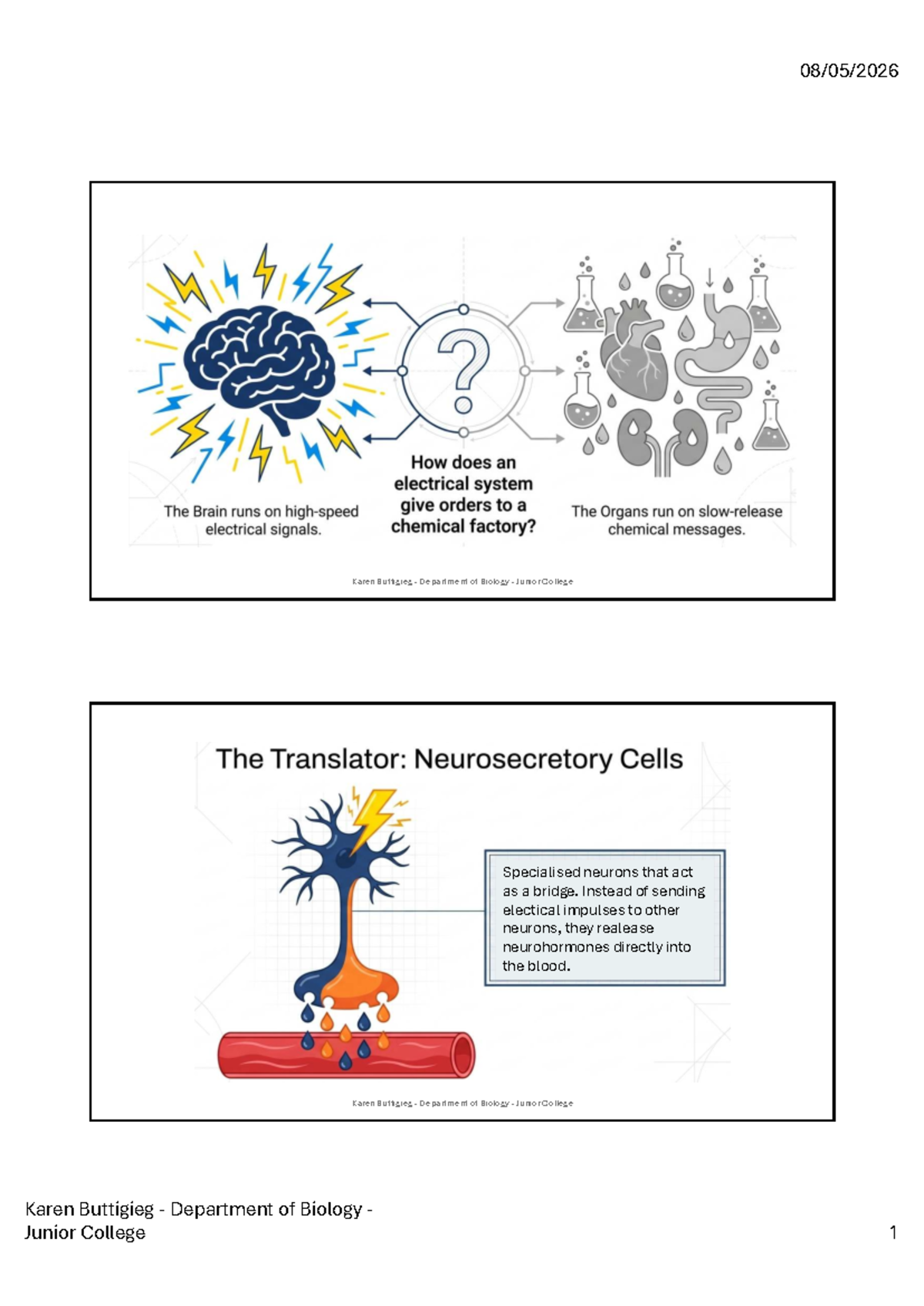 Biology Lecture Notes: The Hypothalamus and Pituitary Gland - Studocu