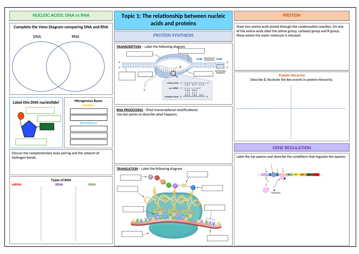 NUC 101: Nucleic Acids & Proteins Summary Sheet and Venn Diagram - Studocu