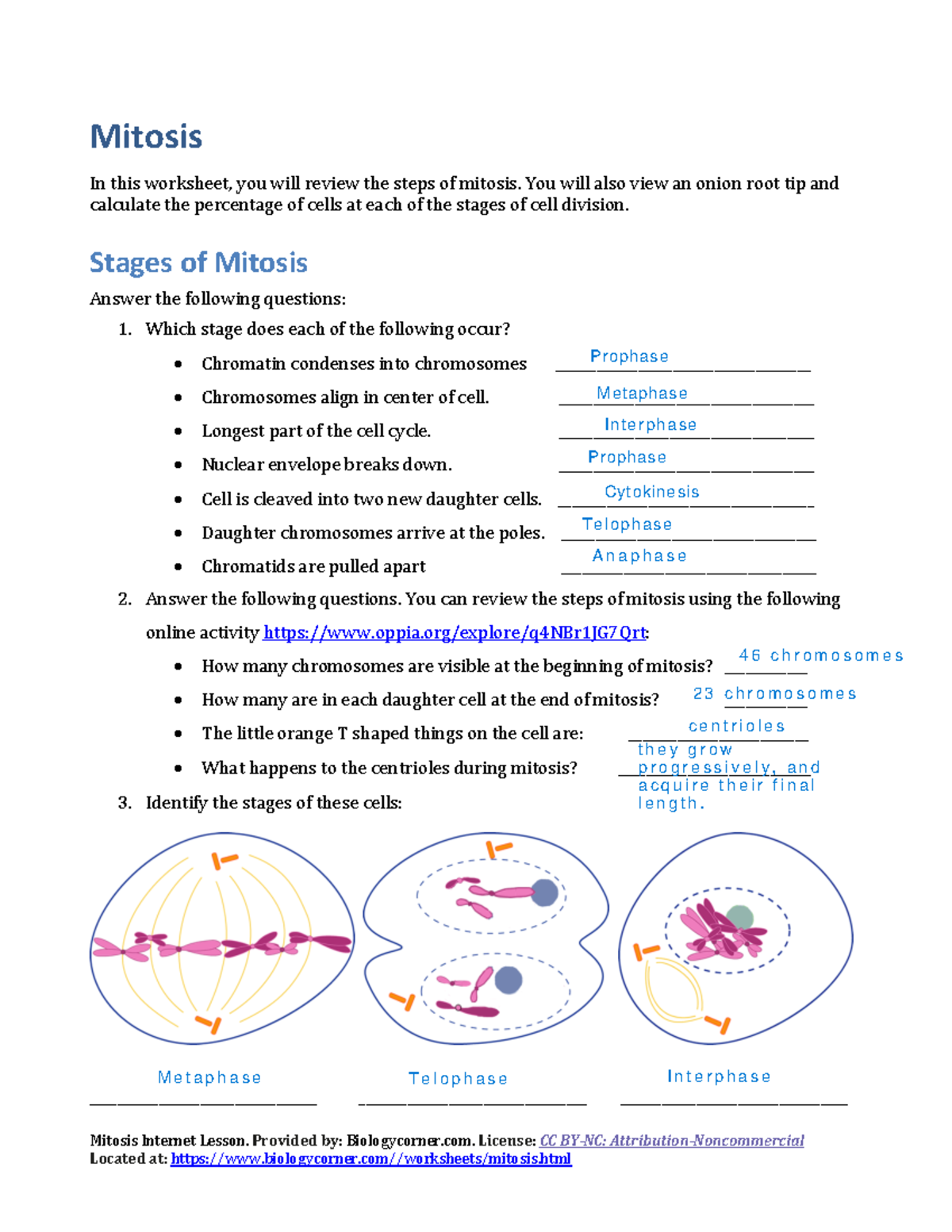 Biology 101: Mitosis Worksheet Assignment and Review Activities - Studocu