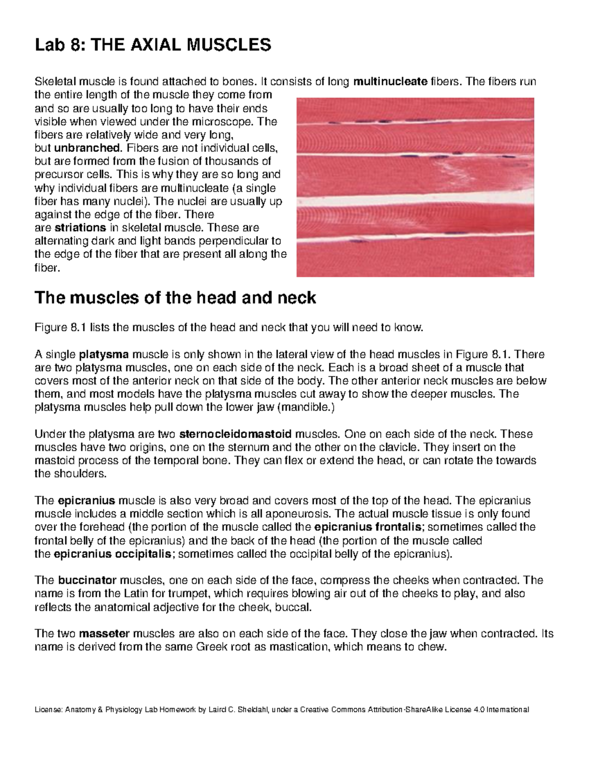 Lab 8: Axial Muscles - Detailed Study Notes for Anatomy - Studocu