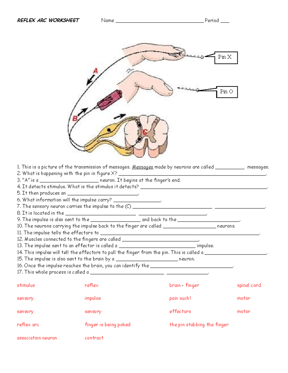 REFLEX ARC WORKSHEET - Understanding Neuron Pathways - Studocu