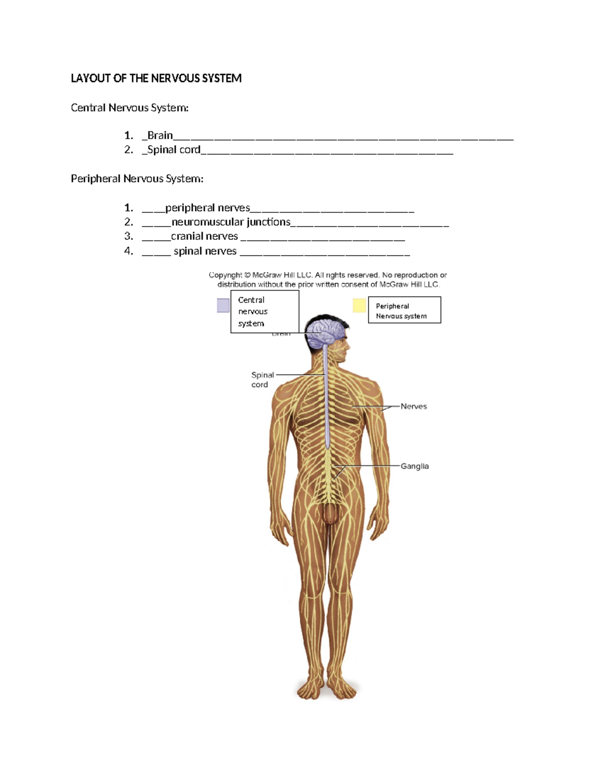 BIO 252 Week 2 Assignment: Overview of the Nervous System Layout - Studocu