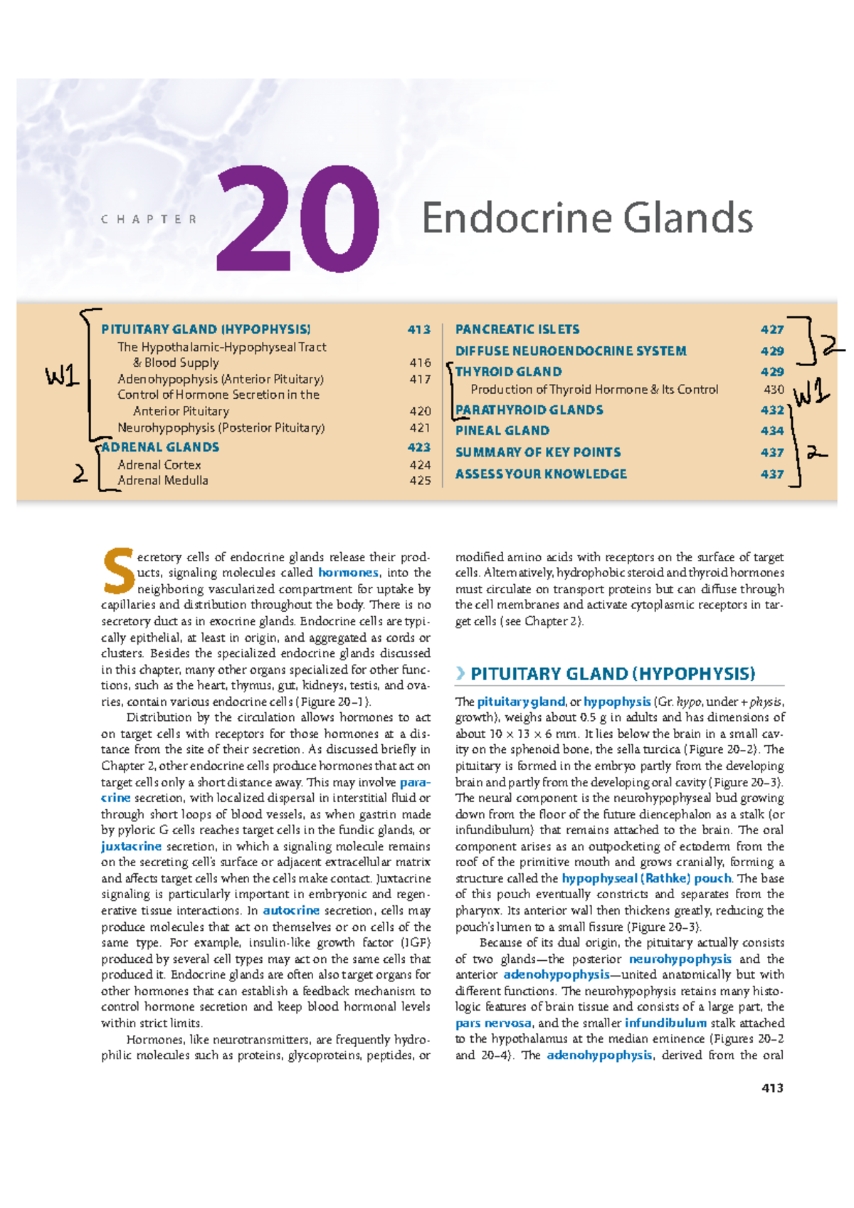 Chapter 20: Pituitary Gland and Adrenal Glands Overview - Histology ...