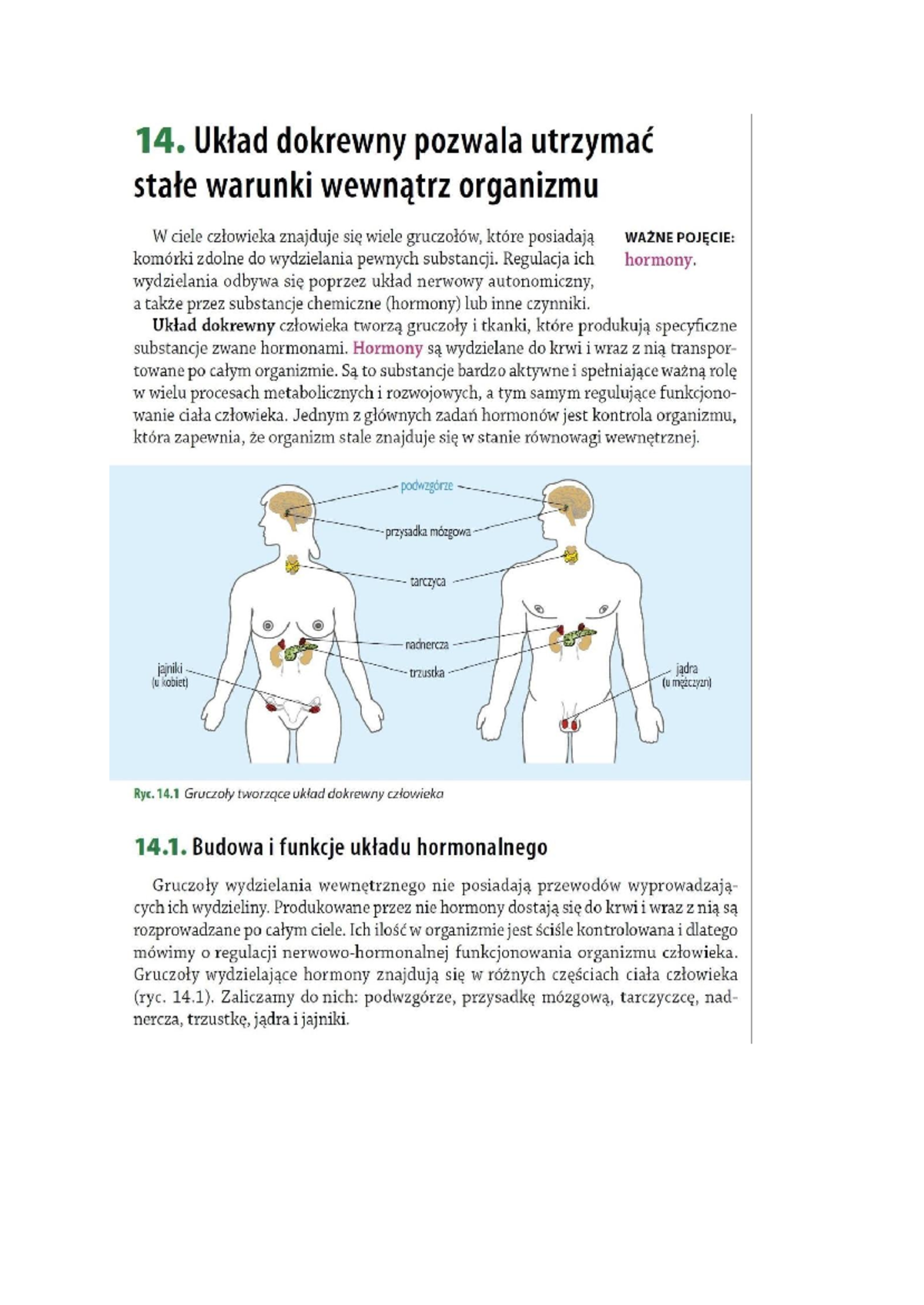 układ dokrewny- stres a plastyczność mózgu - Biologia podstawy ...